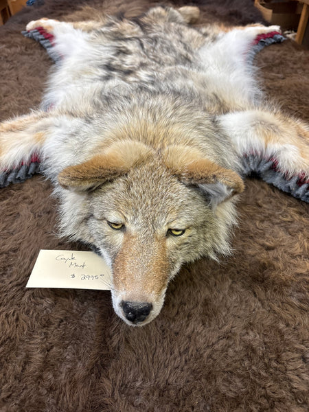 Arctic Timberwolf Mount – Bill Worb Furs Inc.