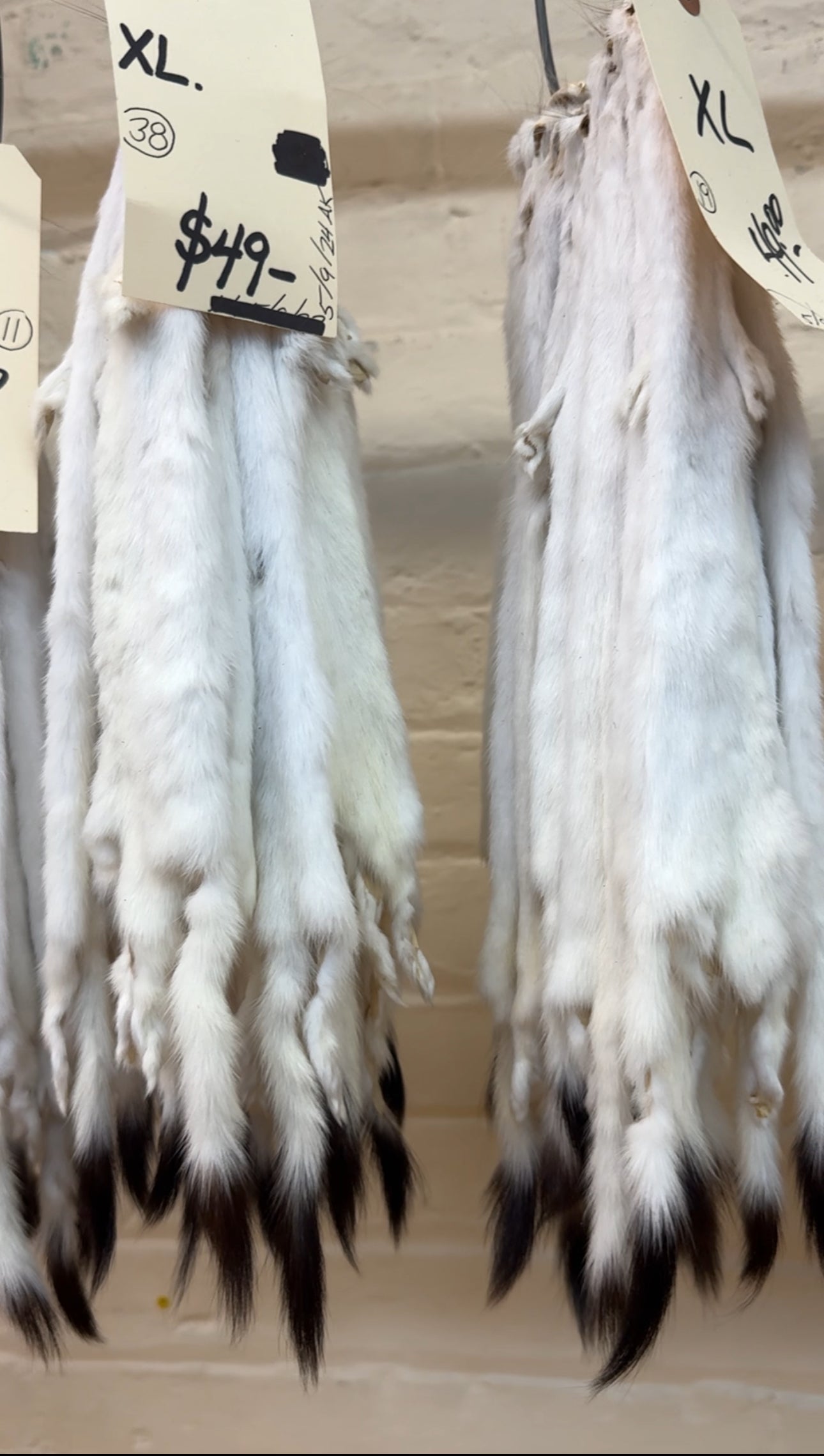 Weasel/Ermine Fur – Bill Worb Furs Inc.