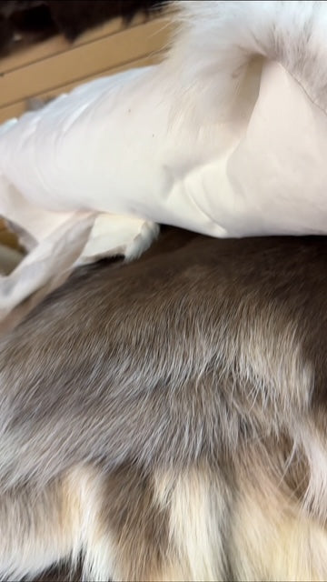 Reindeer-Caribou Fur Hides – Bill Worb Furs Inc.