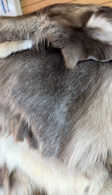 Reindeer-Caribou Fur Hides – Bill Worb Furs Inc.