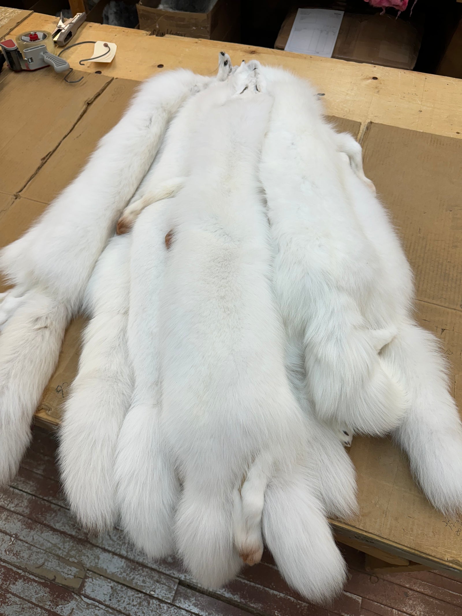 Arctic Fox Fur Bill Worb Furs Inc