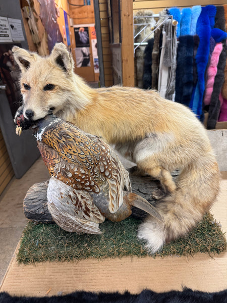 Red Fox with Pheasant Mount – Bill Worb Furs Inc.
