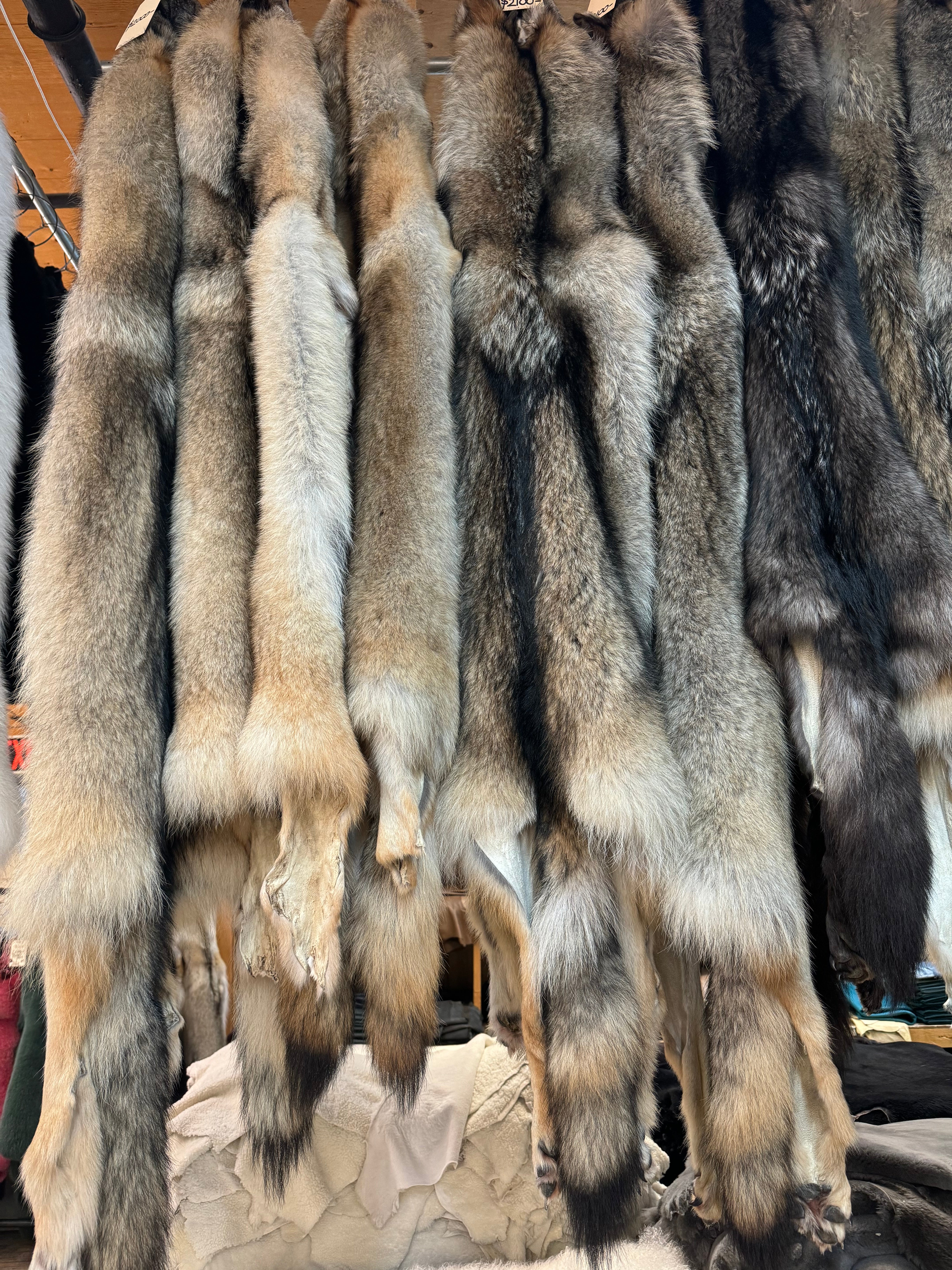 Timberwolf Fur Pelts – Bill Worb Furs Inc.