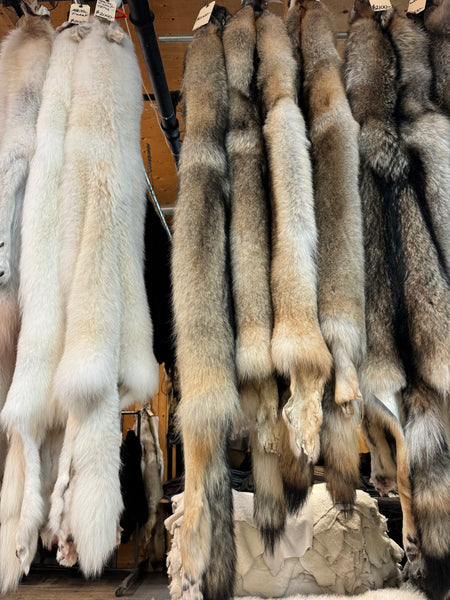 Felle von Timberwölfen – Bill Worb Furs Inc.