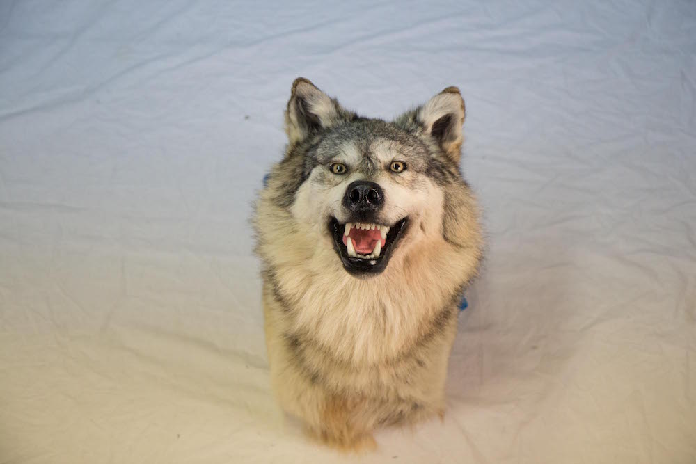 Timberwolf Mount – Bill Worb Furs Inc.