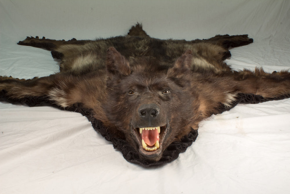Black Timberwolf Rug/Mount – Bill Worb Furs Inc.