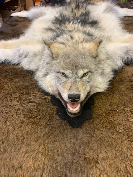 Arctic Timberwolf Mount – Bill Worb Furs Inc.